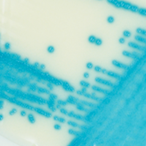 薬剤耐性菌｜CHROMagar｜微生物検査｜製品情報